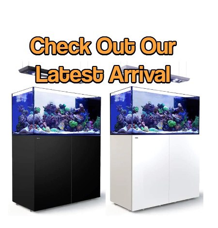 malaysia fresh and marine aquarium online store – MyAquariumshops
